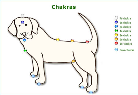 Soins énergétiques pour les animaux